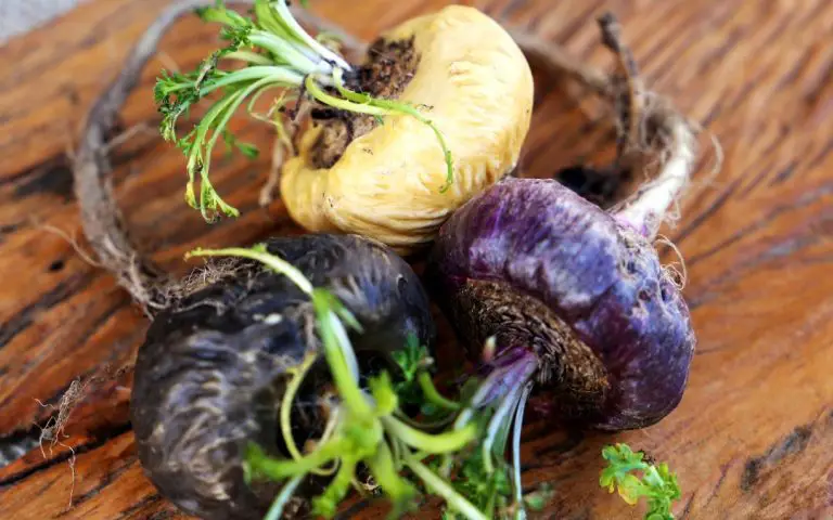 How Much Maca Root Per Day? A Friendly Guide to Optimal Dosage - ListedFit