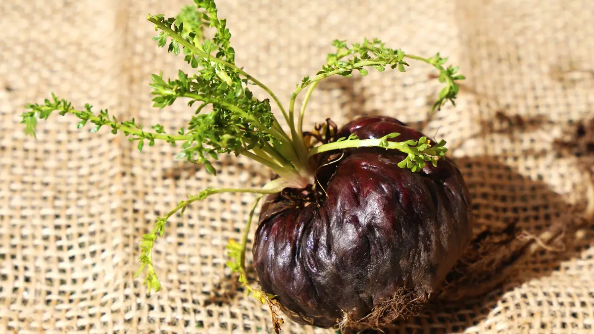 Raw vs Gelatinized Maca: Understanding the Key Differences and Benefits ...